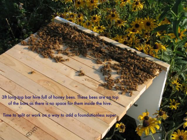 Adding a super to a top bar hive | Beesource Beekeeping Forums